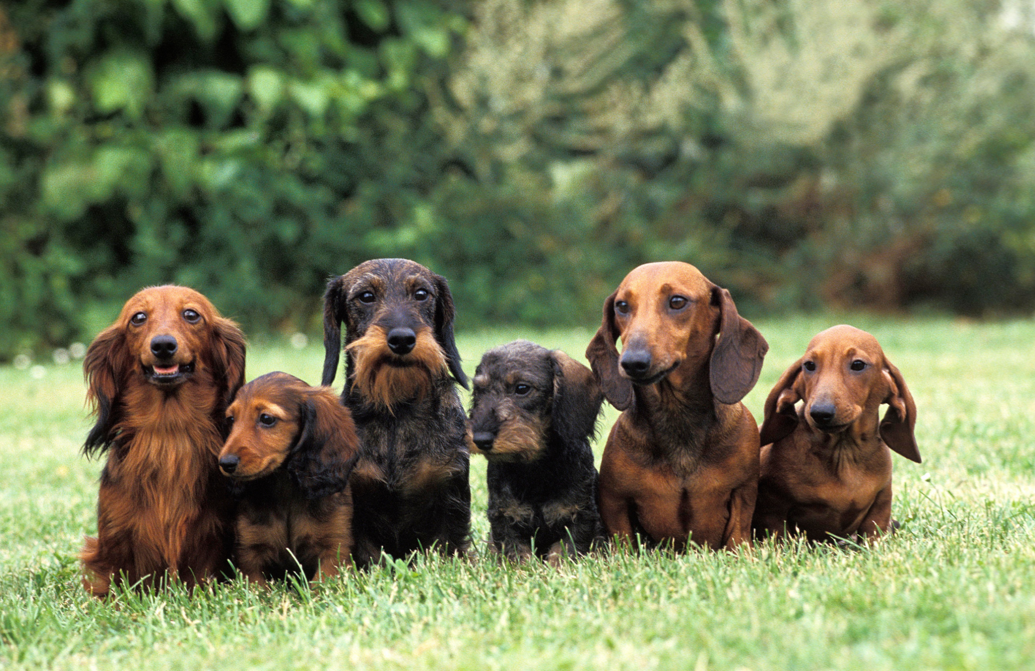 Il Bassotto a Pelo Duro: piccolo ma deciso - I Cani del Mulino