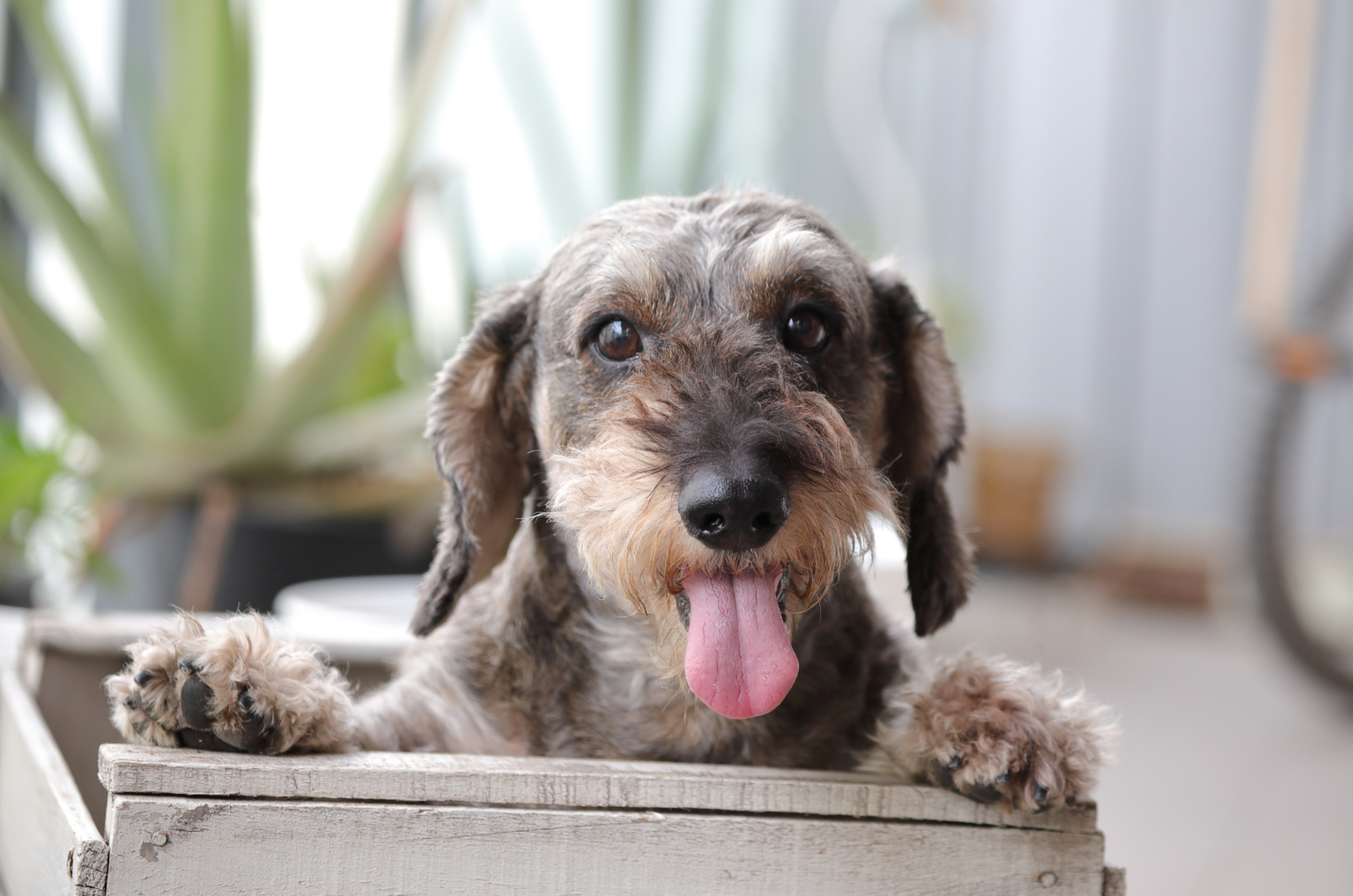 Il Bassotto a Pelo Duro: piccolo ma deciso - I Cani del Mulino